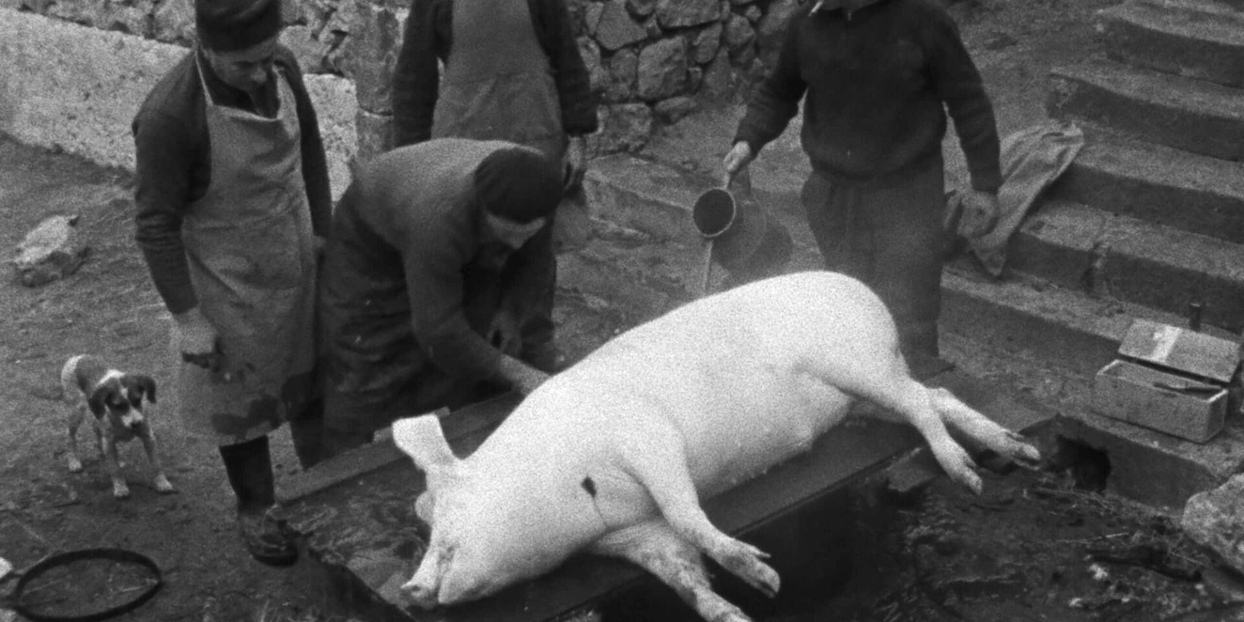 Pig, The - Nonstop Entertainment